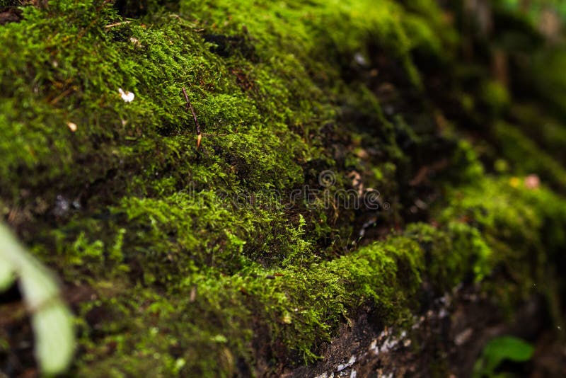Tree Under Moss.Shallow Depth of Field[DOF] Stock Photo - Image of ...