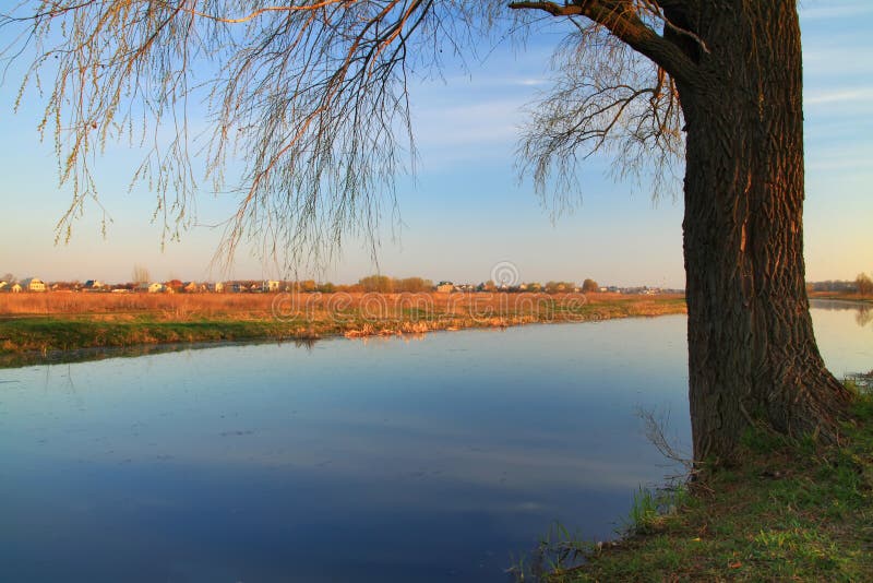 Tree under the river stock photo. Image of beams, nature - 19451310