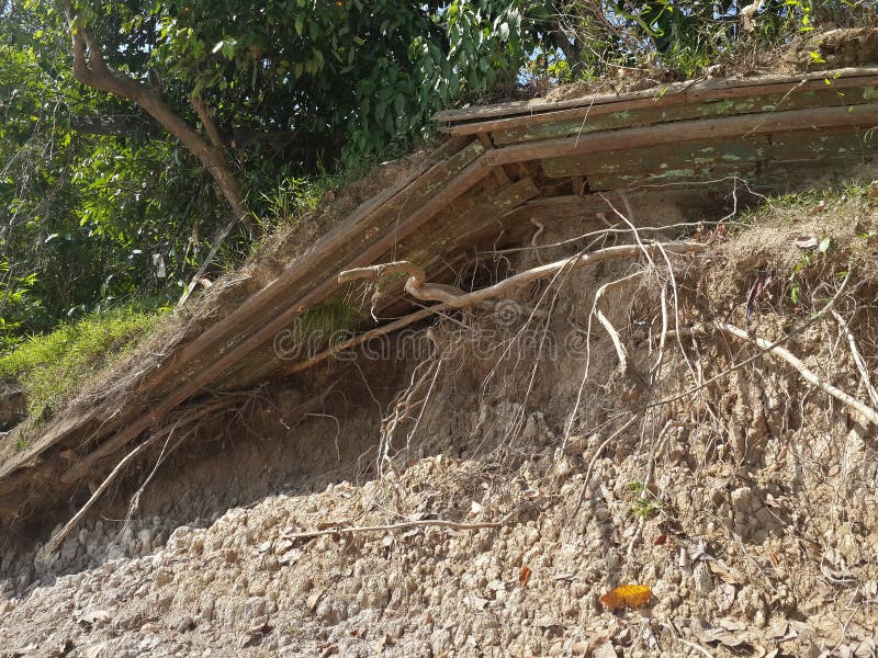 Tree Under the Roots of Weathered Wooden Houses Stock Image - Image of ...