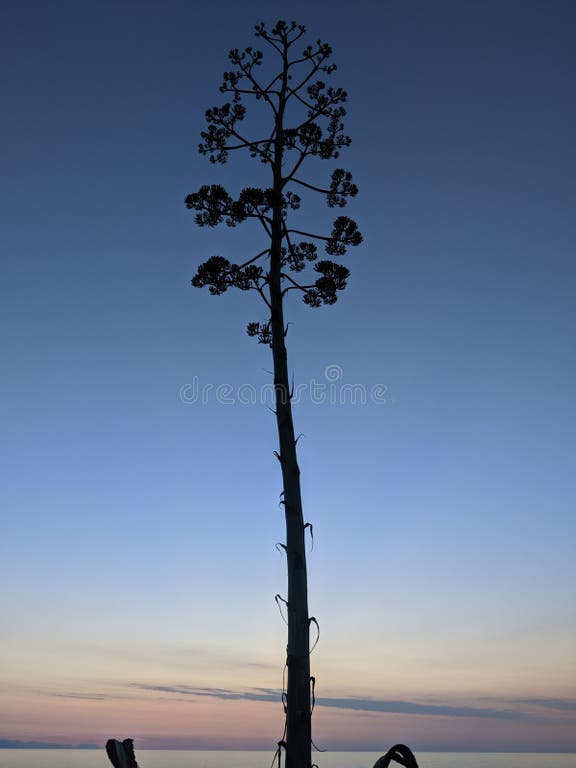 Tree under sea beach stock image. Image of tree, beach - 154285161