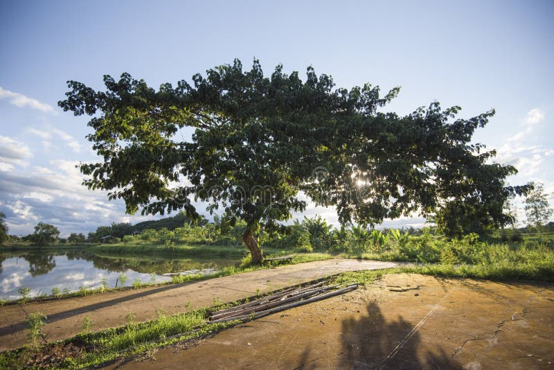 Tree Under Shadow of the Sun Stock Photo - Image of landscape, holiday ...
