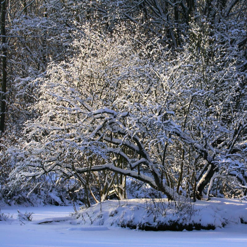 Tree under the snow stock photo. Image of season, december - 14670156