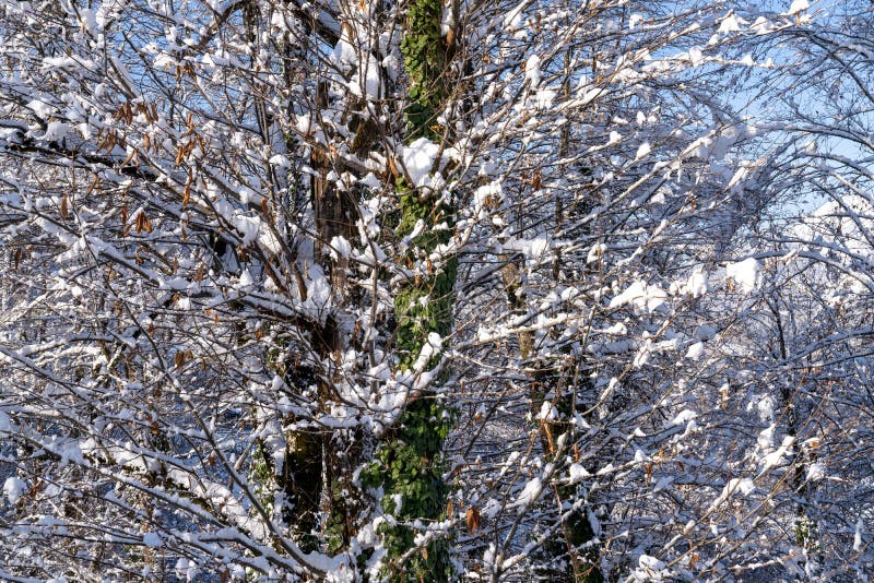 A Tree Under the Snow with Green and Dry Leaves Stock Image - Image of ...