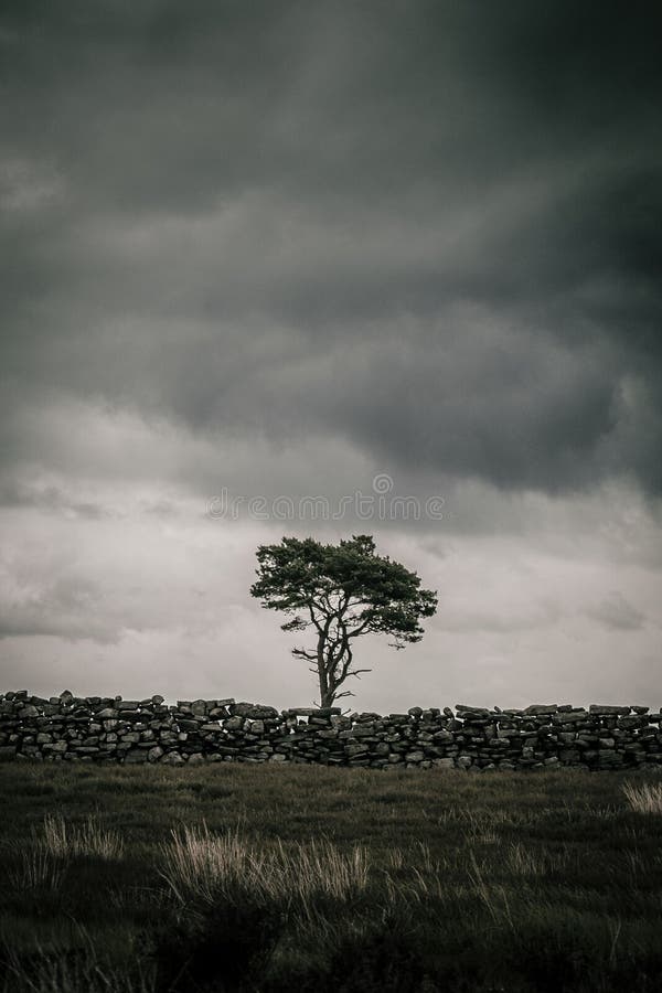 Tree Under the Stormy Clouds Loom in the Sky Over the Yorkshire Moors ...