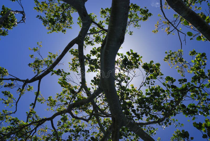 Tree under the sun stock photo. Image of green, branch - 13108686