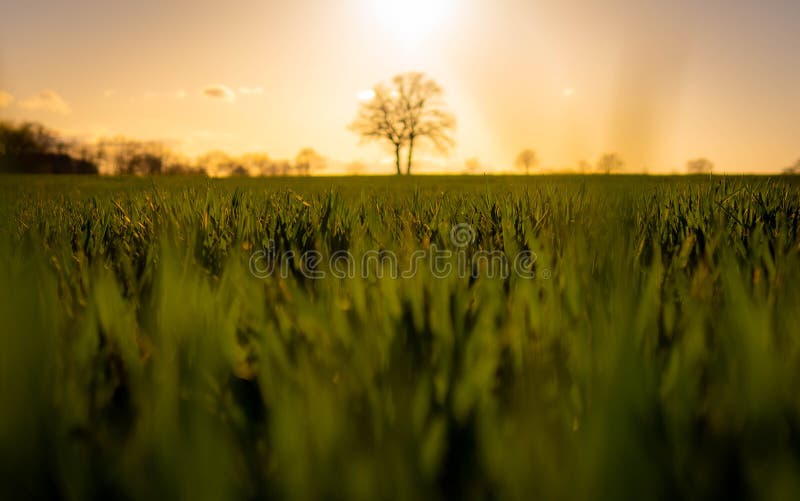 Tree Under Sun on a Green Field on Sunny Day in Spring Stock Photo ...