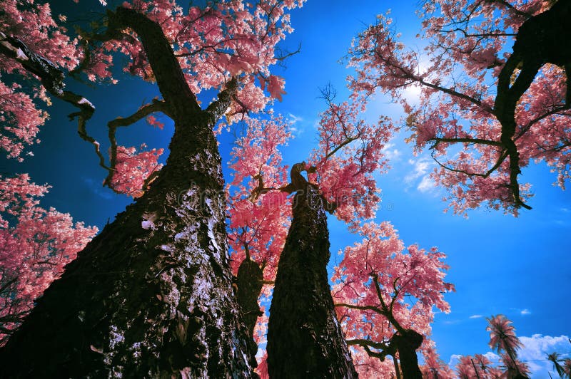 Infrared Edited Landscape with Windmill on a Sunny Day Stock Image ...