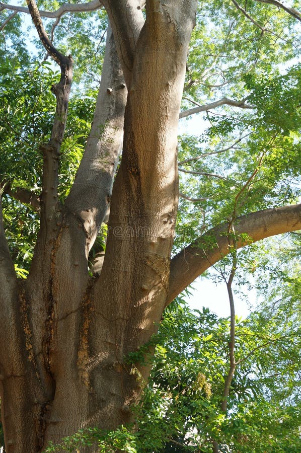 Tree under the sunlight. stock image. Image of details - 102721813