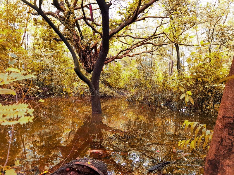 Tree under water stock photo. Image of tree, outdoor - 122261912