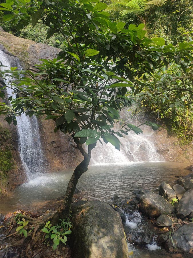 Tree Under the Waterfall in the Morning Stock Photo - Image of nature ...