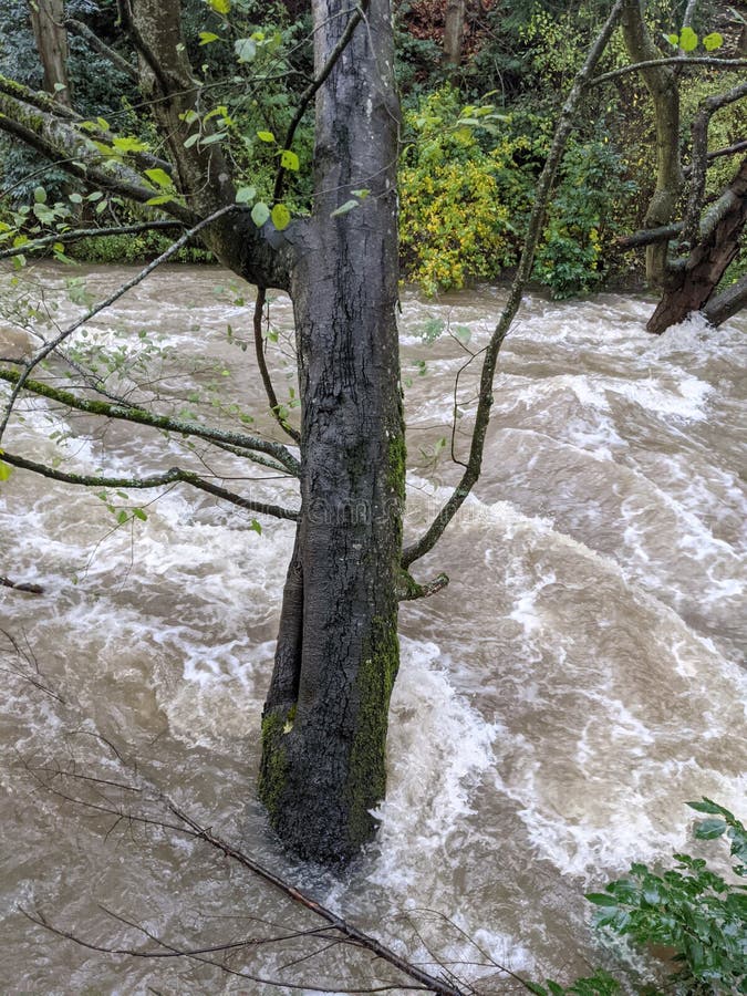 Tree Underwater Extreme Flooding in Whatcom Creek River Bellingham ...