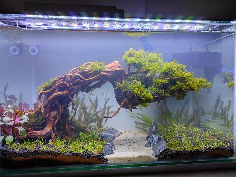 Tree Underwater in World Square Stock Photo - Image of organism, fish ...