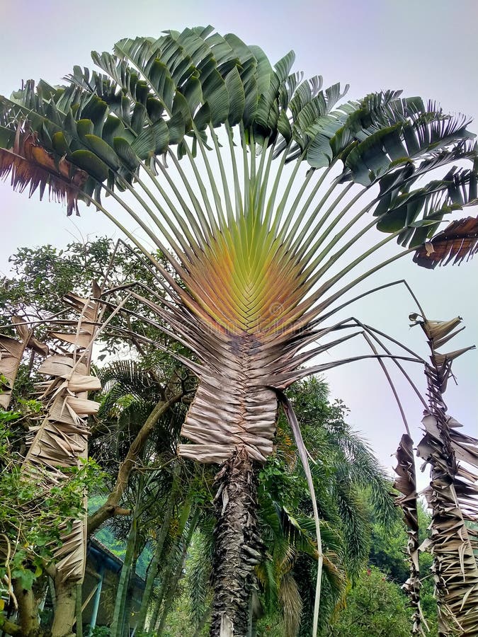 Tree unique leaves stock photo. Image of food, flower - 250492752