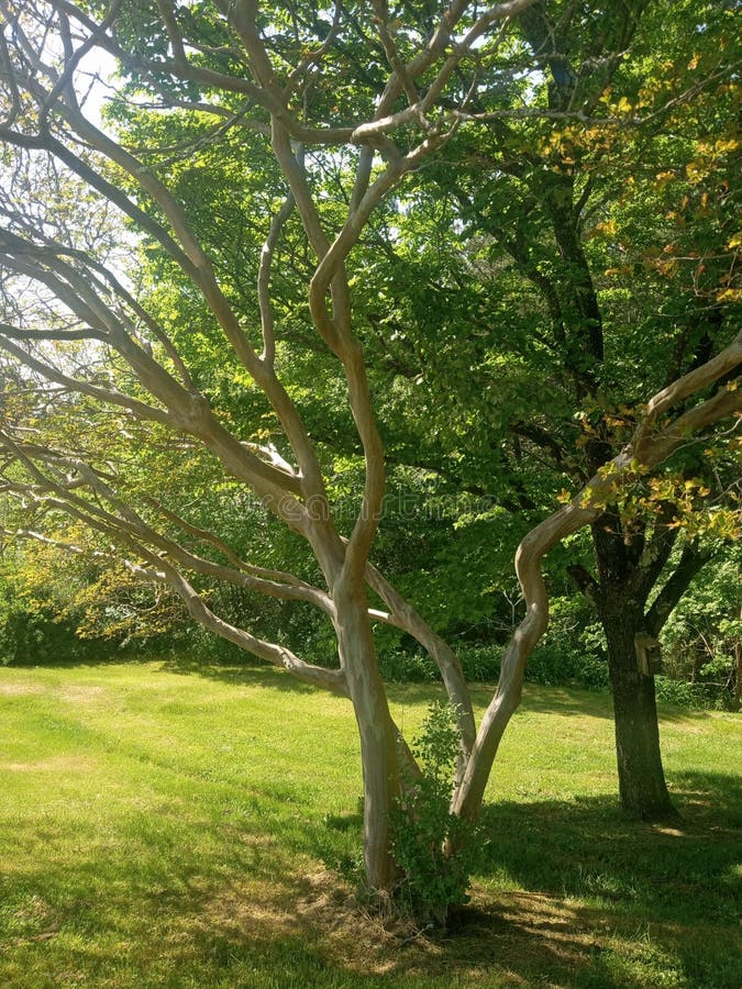 Tree of unique look stock image. Image of leaf, unique - 253022037