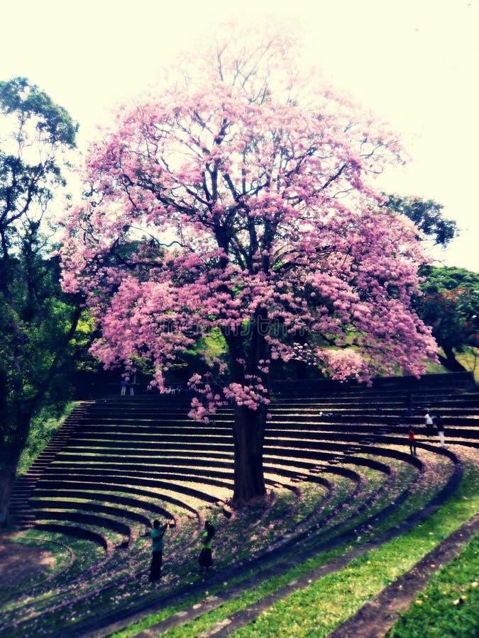 Robarosia Stock Photos - Free & Royalty-Free Stock Photos from Dreamstime