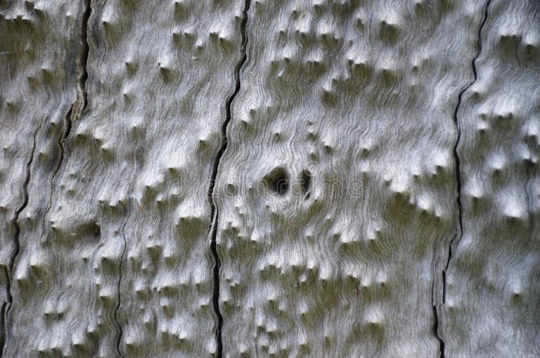 178 Pimple Tree Stock Photos - Free & Royalty-Free Stock Photos from ...