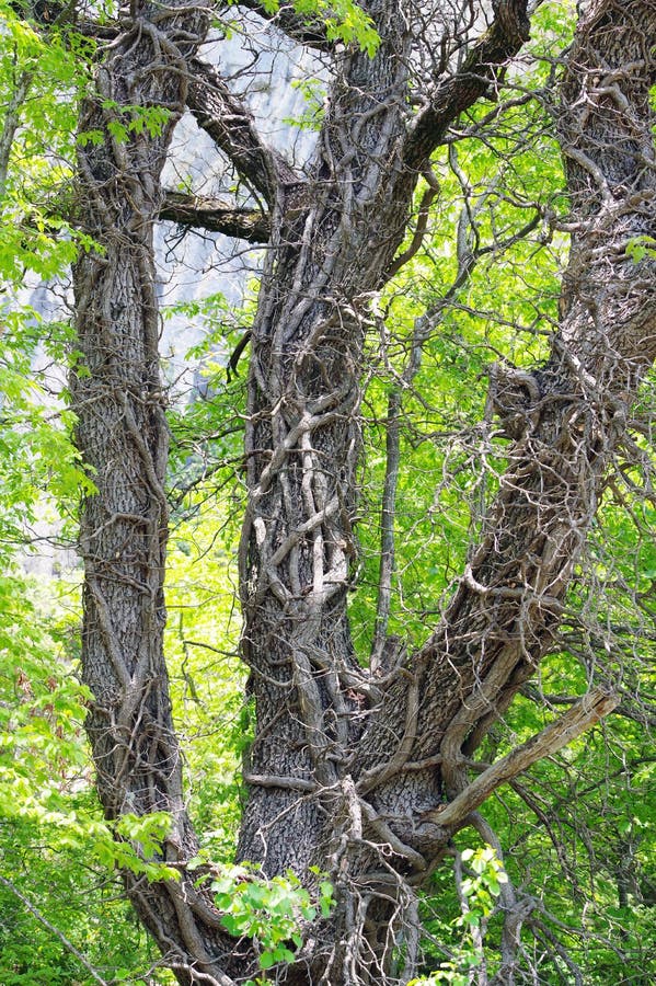 Tree of unusual kind stock photo. Image of nature, outdoors - 146732532 Tree of unusual kind stock photo. Image of nature, outdoors - 146732532