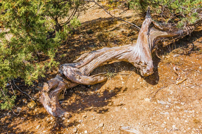 Tree lying on the ground stock image. Image of summer - 178415053