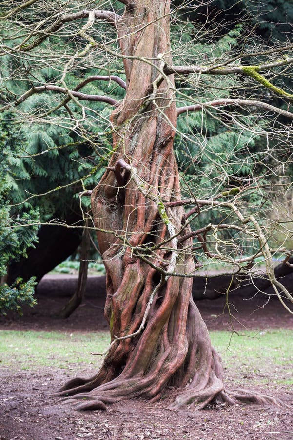 Tree with Unusual Twisted Roots and Trunk in a Woods Stock Photo ...