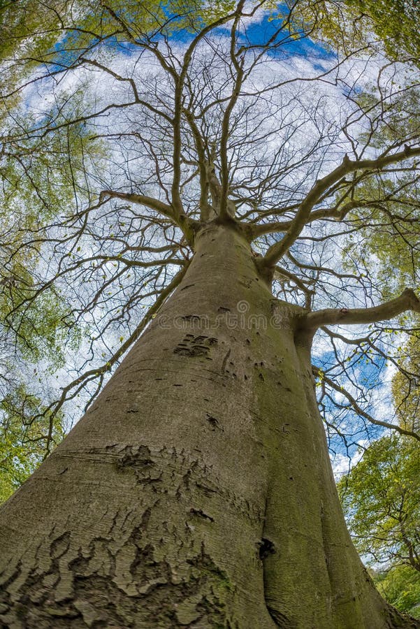 Tree up from base stock image. Image of tall, wood, environment - 91767427