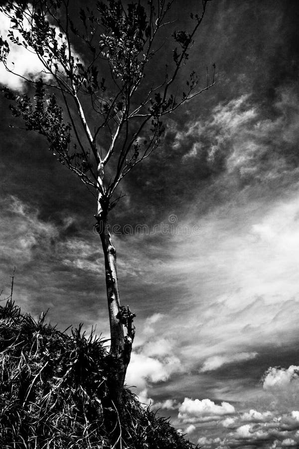 Tree up high stock photo. Image of high, tree, branches - 48178044