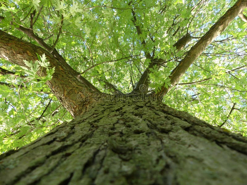 Tree Up stock image. Image of view, facing, batavia, wood - 94045185