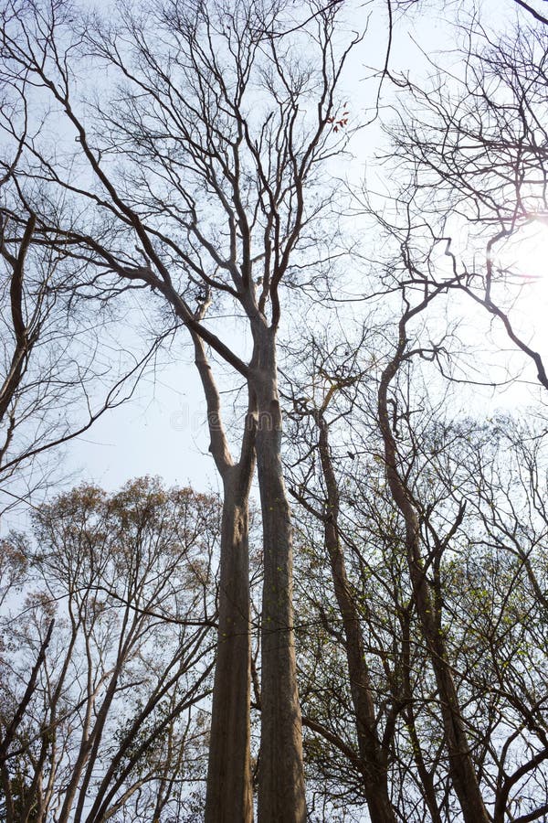 Tree. Upper view stock image. Image of drought, nature - 74875147