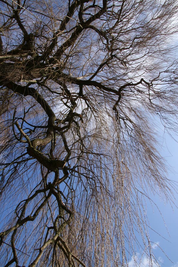 Tree with upright view stock image. Image of trees, stem - 113420813