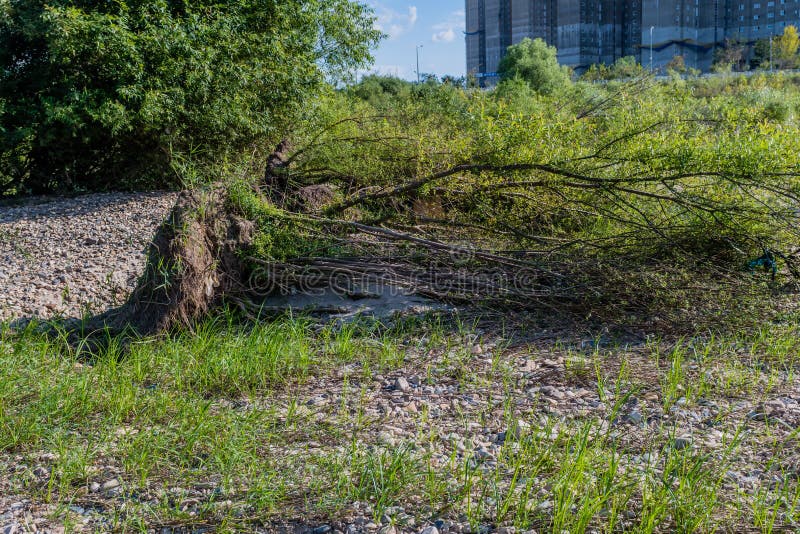 Tree Uprooted by Flooding Laying on Ground Stock Image - Image of ...