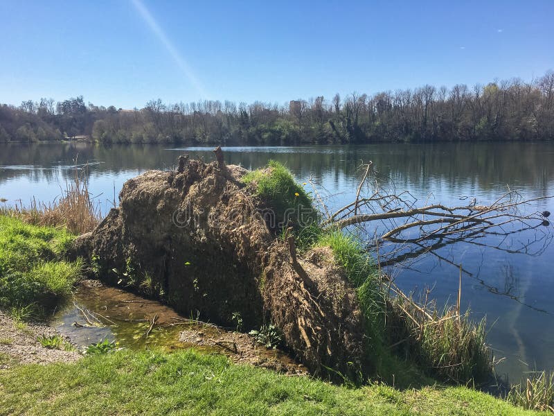 Tree uprooted stock photo. Image of dusk, brown, river - 321565810