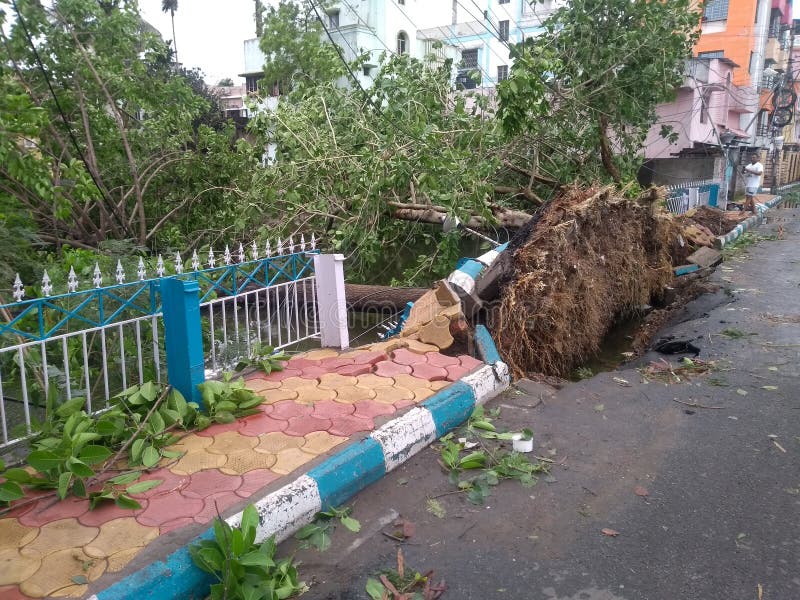 Tree Uprooted on a Indian Street during Super Cyclone Attack in Kolkata ...