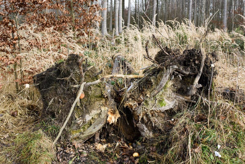 A Tree Uprooted with Its Roots in a Forest Clearing during a Strong ...