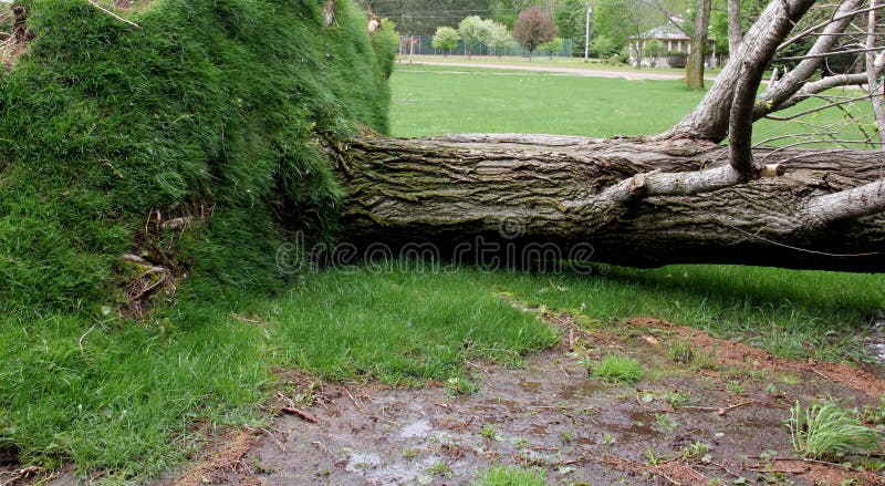 Tree Uprooted by Wind. Fallen Tree with Roots in the Spring or Summer ...