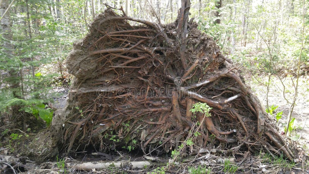 Tree uprooted by the wind stock image. Image of forest - 292301757