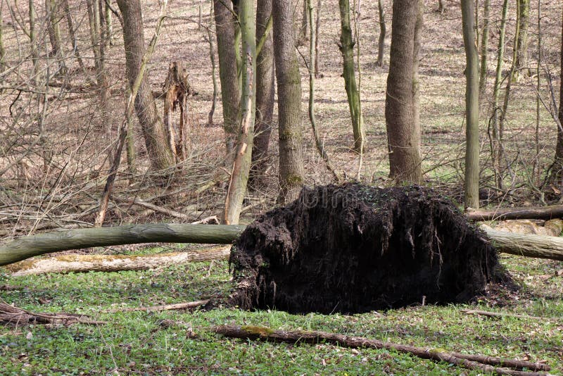 Tree Uprooted by Wind. Fallen Tree with Roots in the Spring or Summer ...