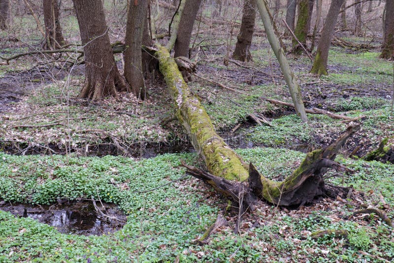 Tree Uprooted by Wind. Fallen Tree with Roots in the Spring or Summer ...