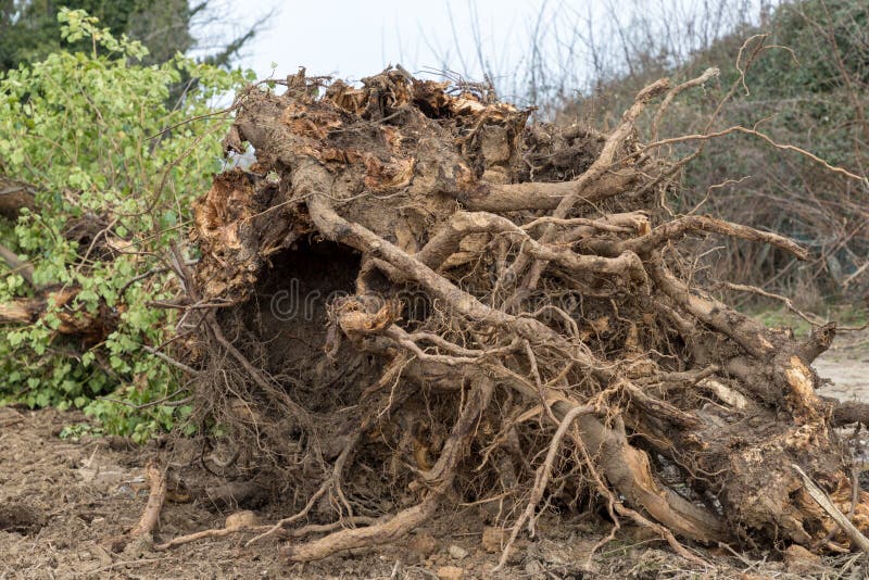 Uprooted tree stock image. Image of large, forest, environment - 122318385