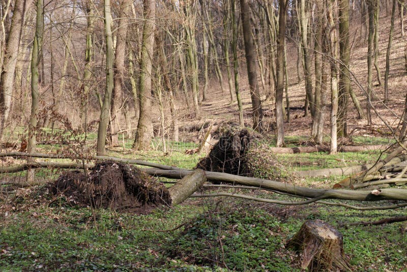 Tree Uprooted by Wind. Fallen Tree with Roots in the Spring or Summer ...