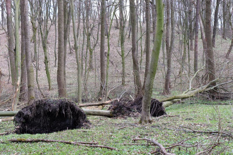 Tree Uprooted by Wind. Fallen Tree with Roots in the Spring or Summer ...