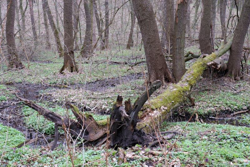 Tree Uprooted by Wind. Fallen Tree with Roots in the Spring or Summer ...
