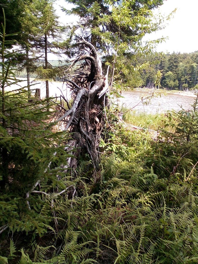 432 Tree Uprooting Stock Photos - Free & Royalty-Free Stock Photos from ...