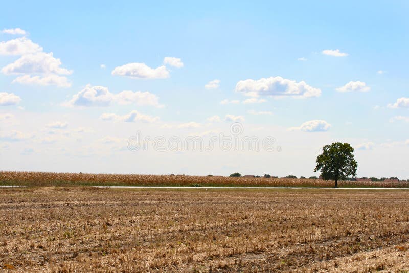 Tree in the Valley stock image. Image of blue, corn, landscape - 10903505