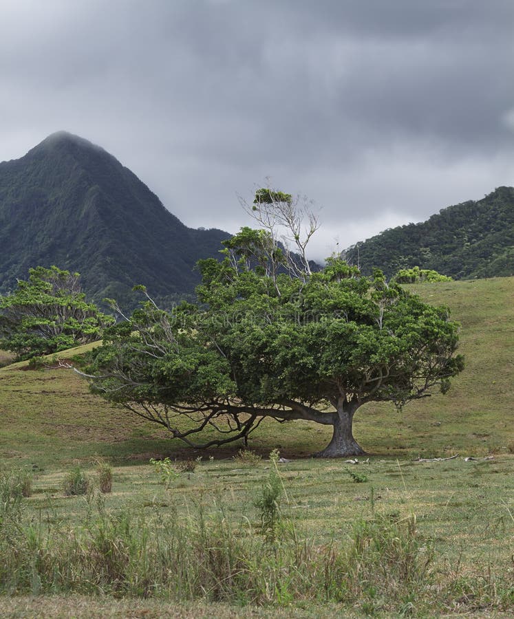 Tree in the valley stock image. Image of movie, hawaii - 27980357