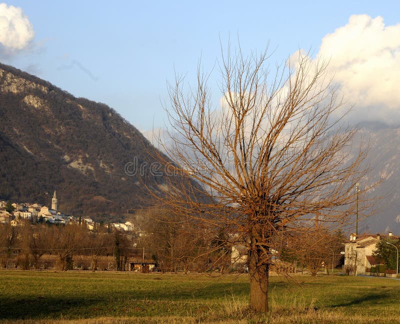 Tree in the valley stock photo. Image of veneto, vacancy - 50473182