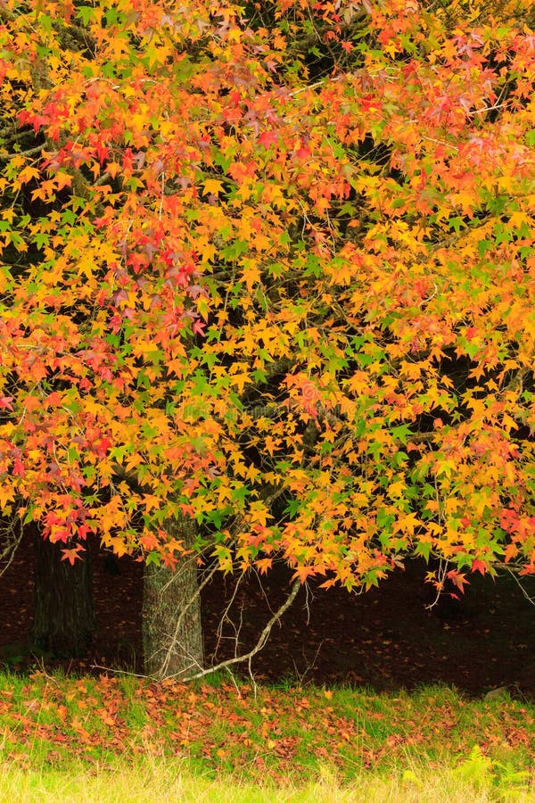 A Tree with Various Stages of Autumn Foliage: Green, Red and Gold Stock ...