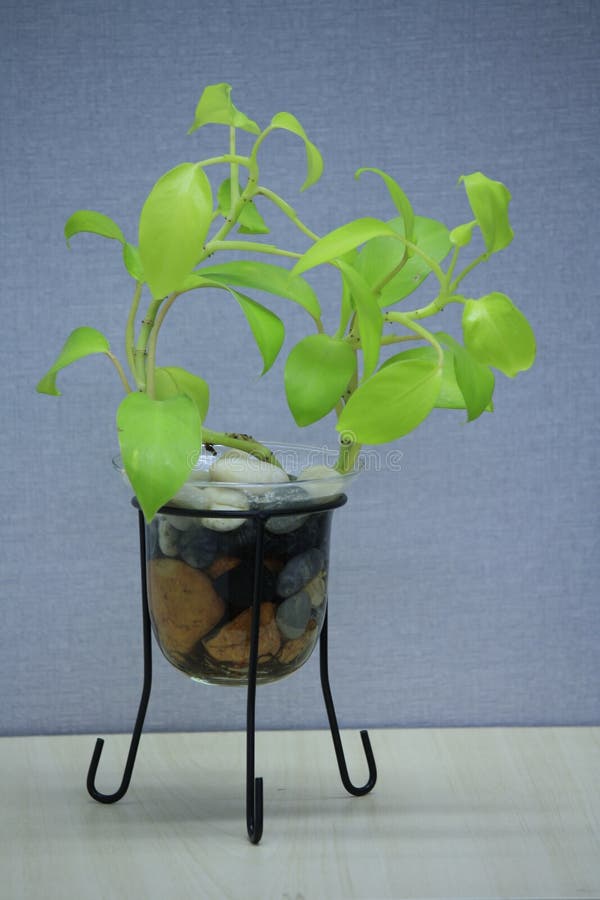 Tree Vase stock photo. Image of vertical, tree, transparent - 45757130