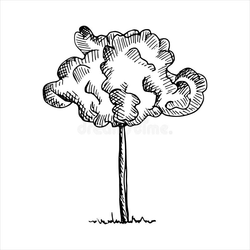 Tree Vector Sketch Isolated. on a White Background Stock Vector ...