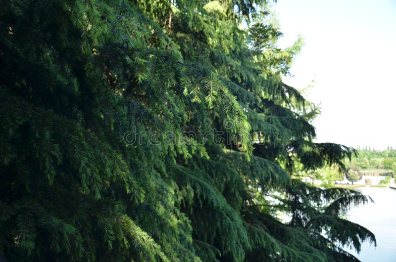 Tree, Vegetation, Ecosystem, Nature Reserve Picture. Image: 116734043