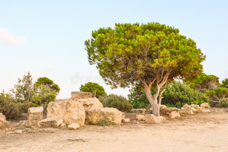 Tree, Vegetation, Ecosystem, Shrubland Picture. Image: 111487156