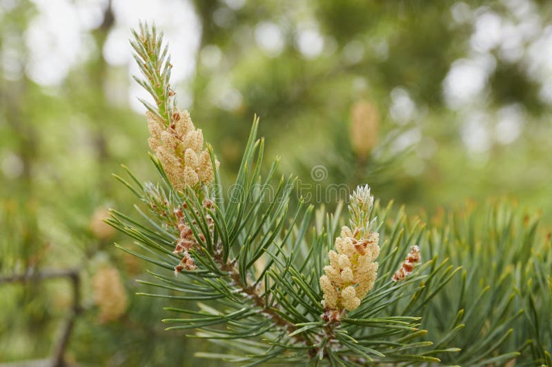 Tree, Vegetation, Pine Family, Conifer Stock Photo - Image of evergreen ...